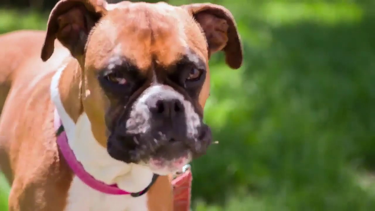 Deadly Dogs Top 10 Deadliest Dog Breeds in the World! - YouTube