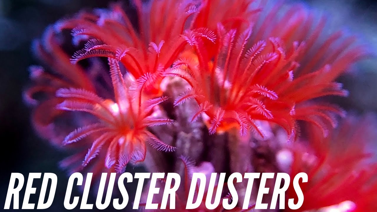 Red Cluster Duster Worm ... Filogranella sp - a cool worm for your ...