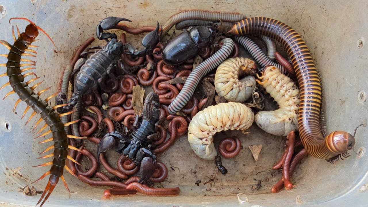 Fantastic Catch Poisonous Centipede, Black Scorpions, Giant Millipede ...