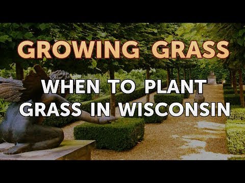 When to Plant Grass in Wisconsin - YouTube