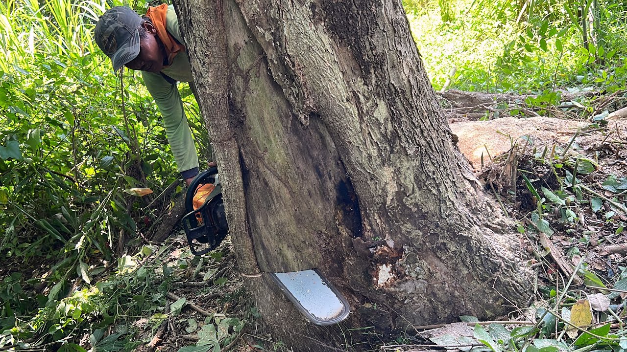 Cut down a tall trembesi tree near housing. - YouTube