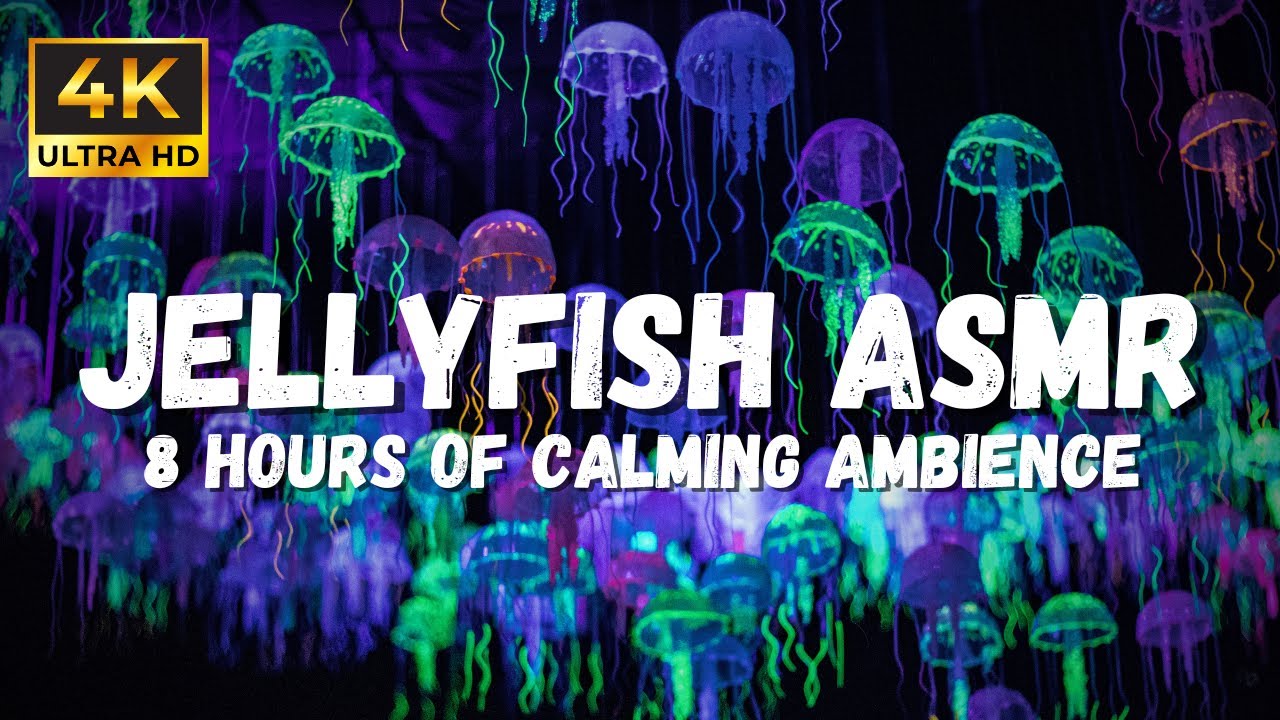 Marvel At The Beauty Of Jellyfish In Stunning 4k Quality - YouTube