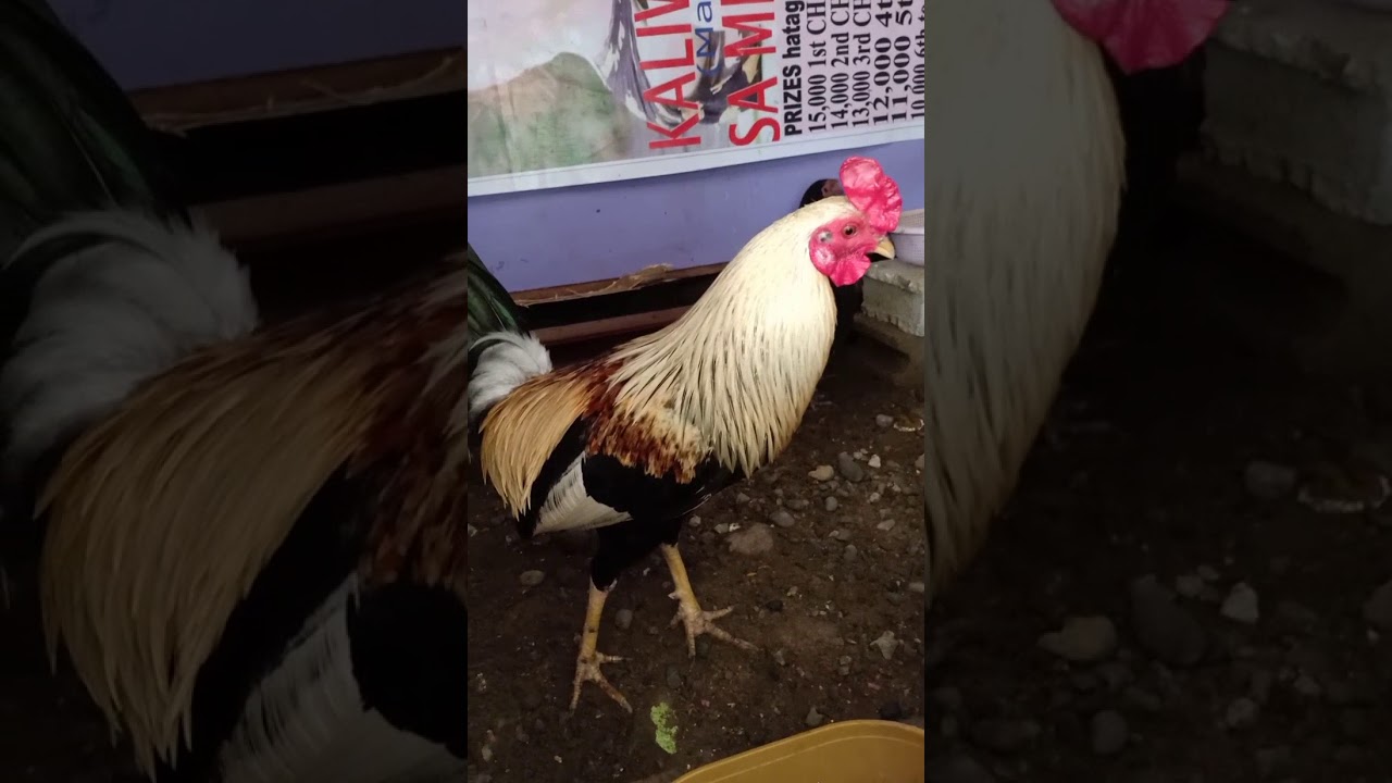 Hatch Grey Brood Cock/ Mel Sims Black Hen #Fighting Cock #Manok # ...