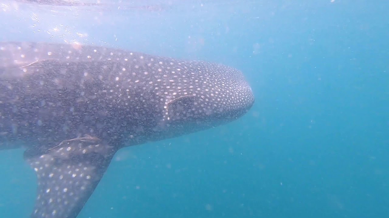 Whale Shark and Remora - YouTube