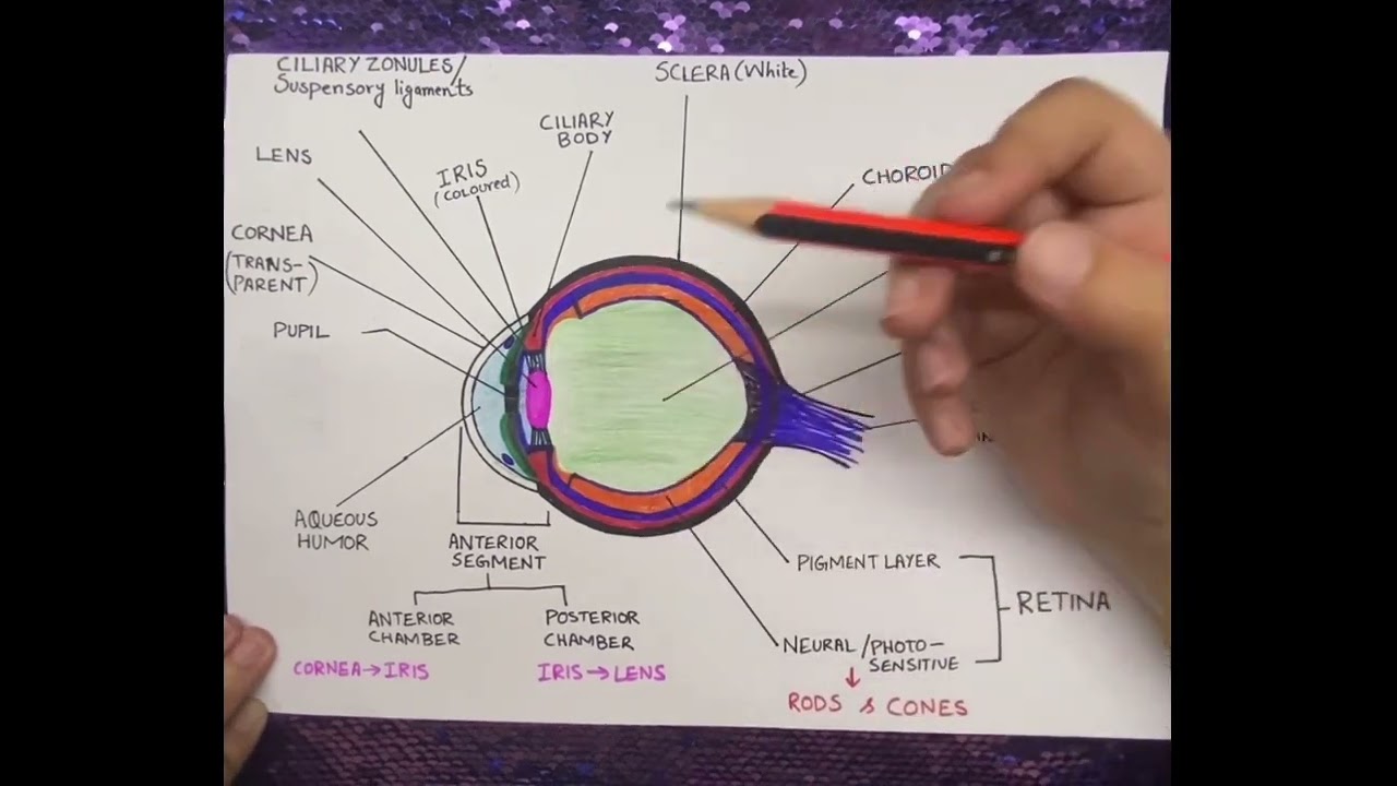 Anterior and Posterior chamber of the eye and AQUEOUS HUMOR formation ...