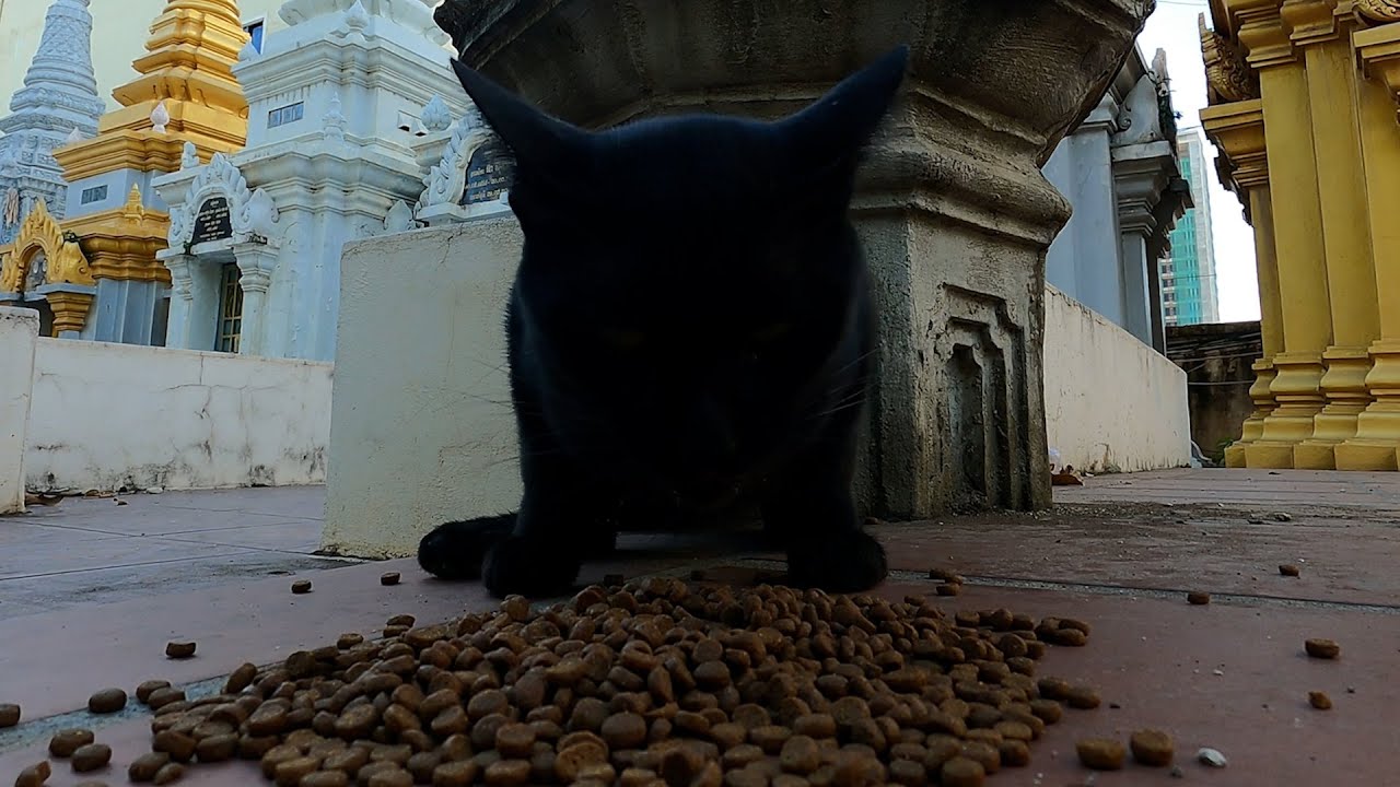 Feed hungry cat / cat at pagoda / the gohan ans cats - YouTube