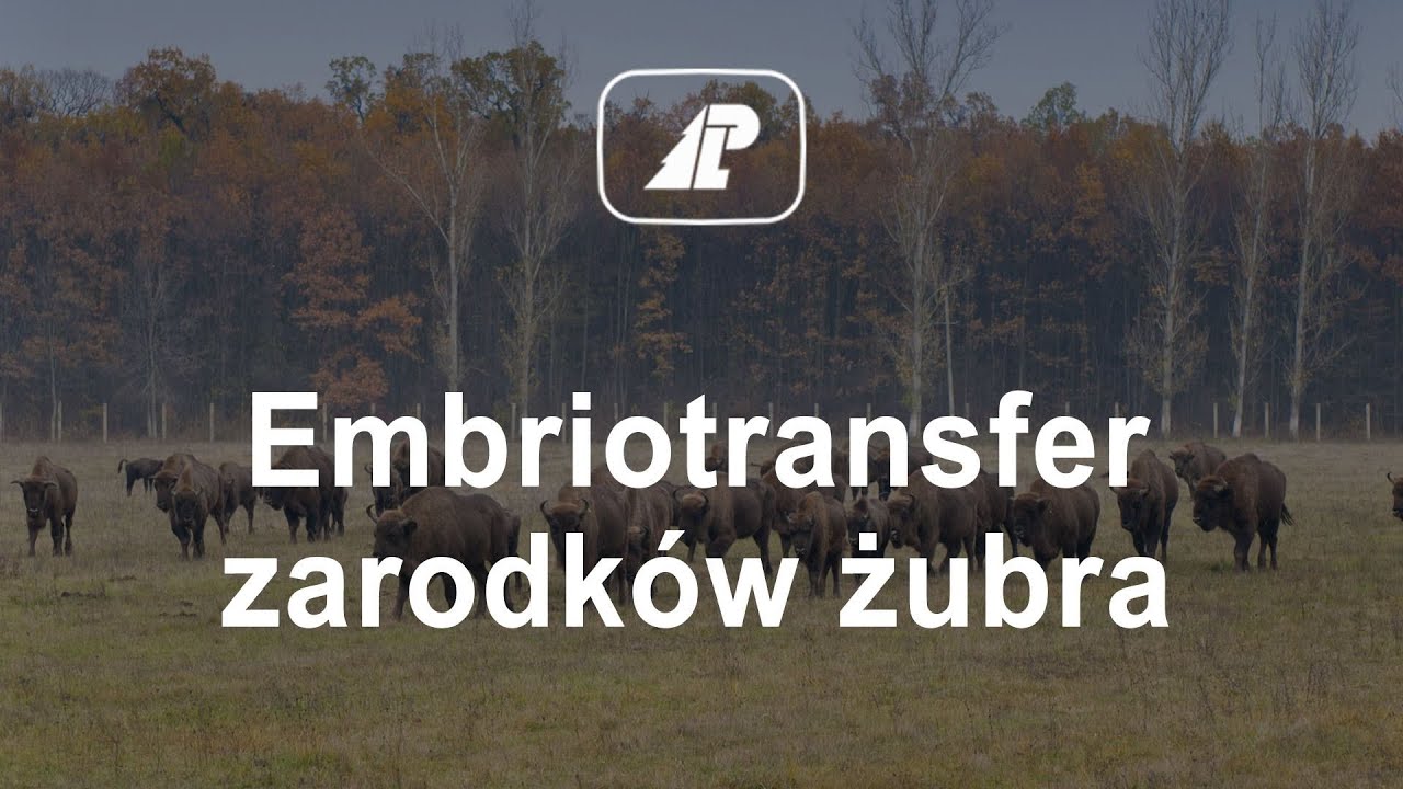 Embriotransfer zarodkow zubra - YouTube