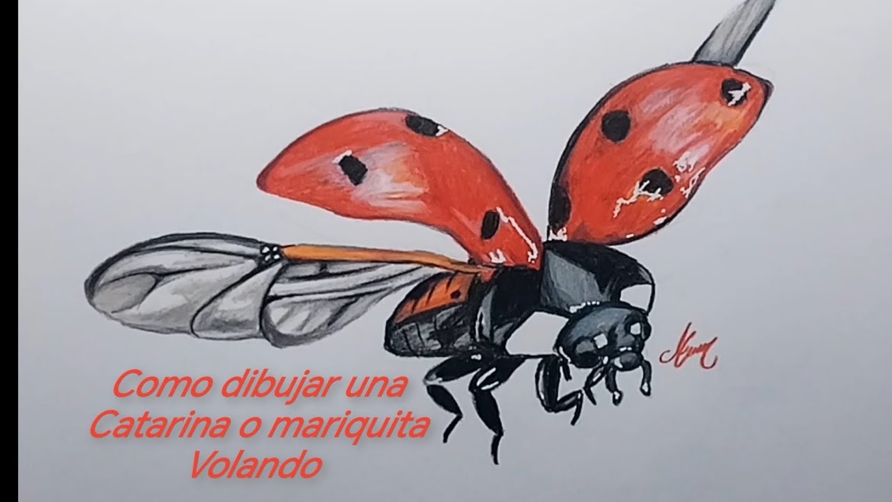 como dibujar una Catarina o mariquita volando con lápices de colores # ...