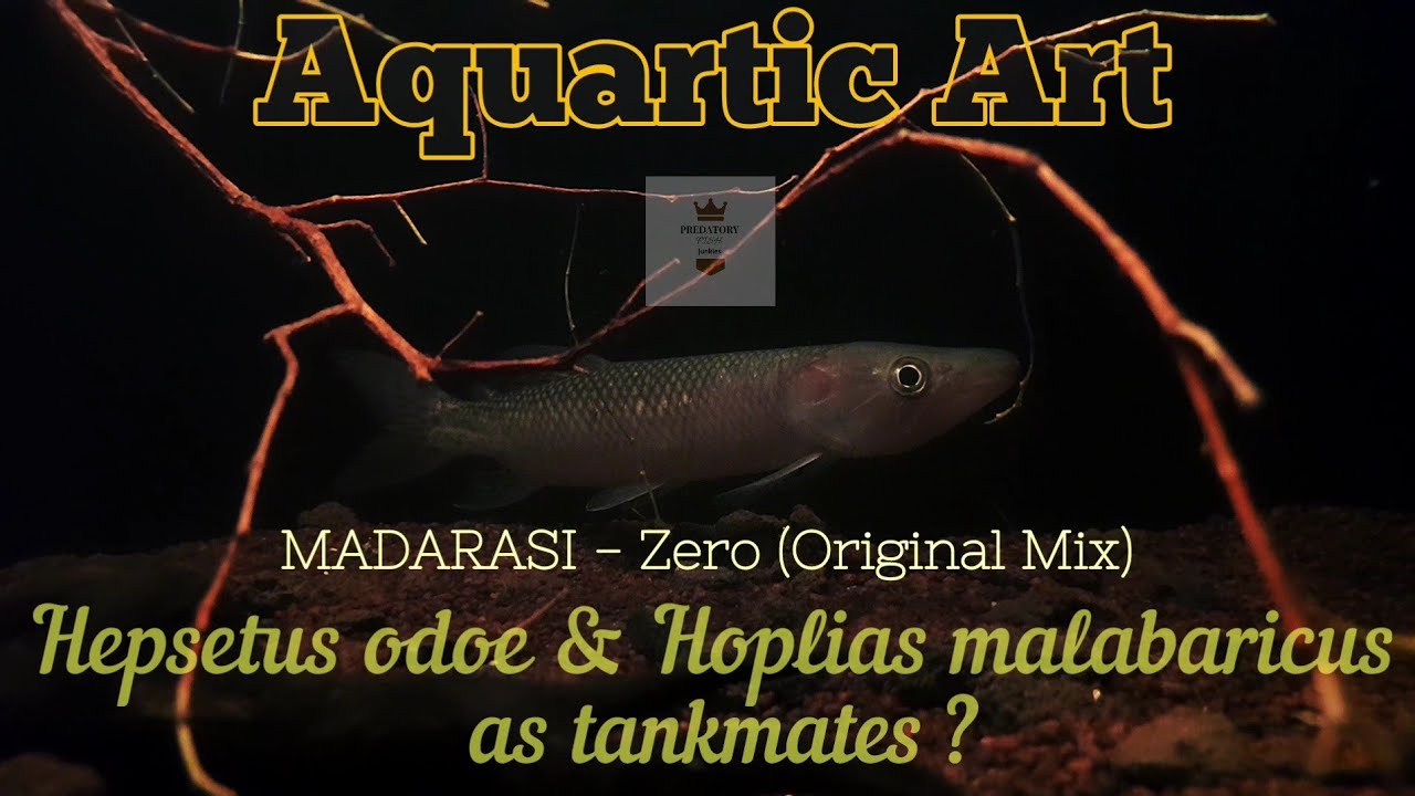 First day hepsetus odoe (african pike) and hoplias malabaricus (common ...
