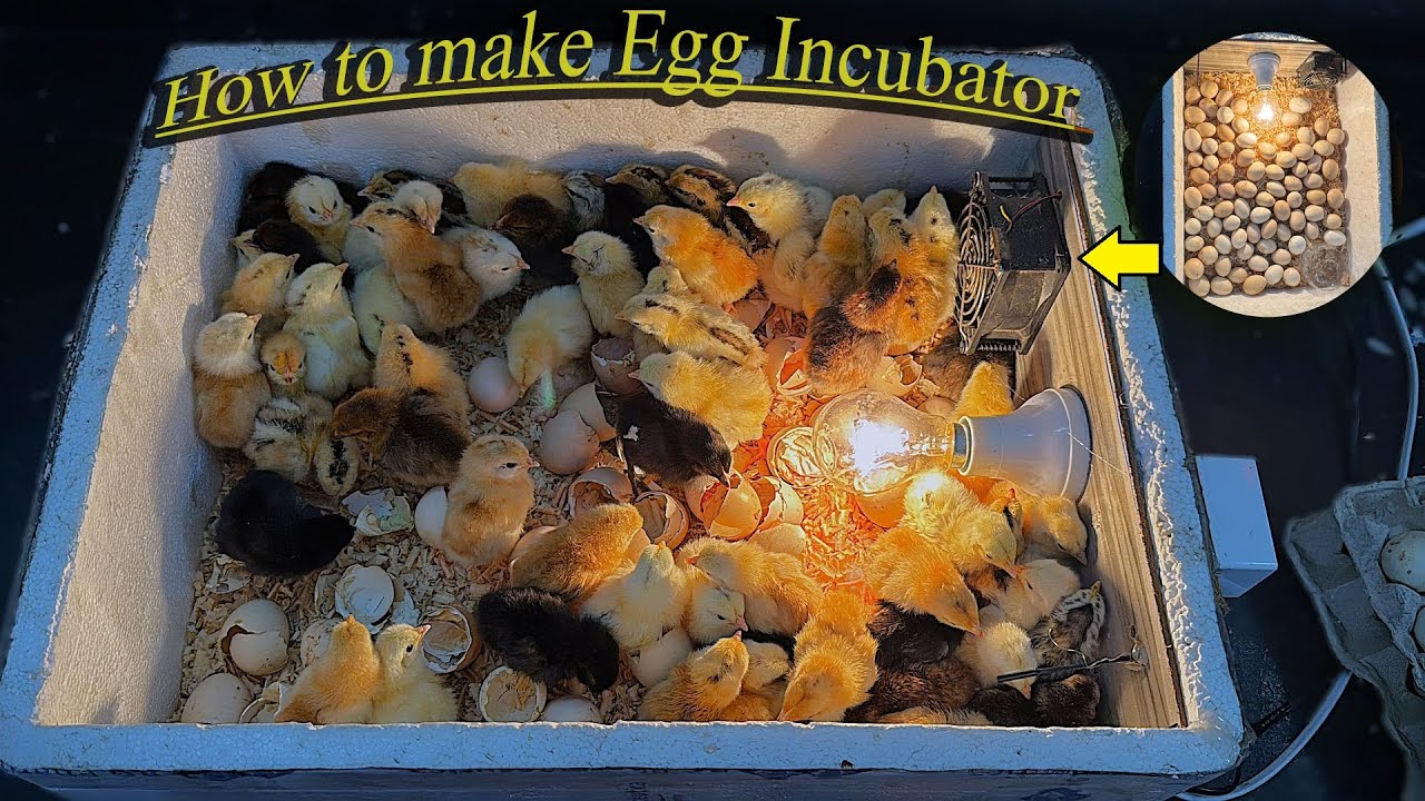 How to make Egg Incubator At home By using STYROFOAM BOX - YouTube