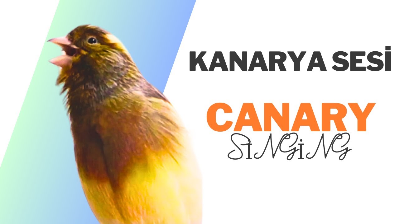 Secrets of the Master Canary Bird: Bird Sounds and Chirps - canary singing - YouTube