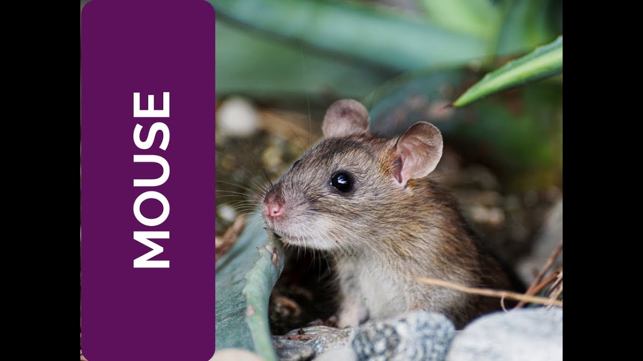 MOUSE Meaning: Take care of others (Spirit Animal, Power Animal and ...