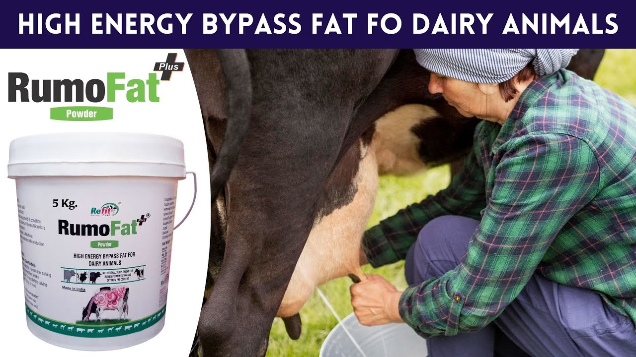 Rumo-Fat - Rumen Bypass Fat For Cattle - YouTube
