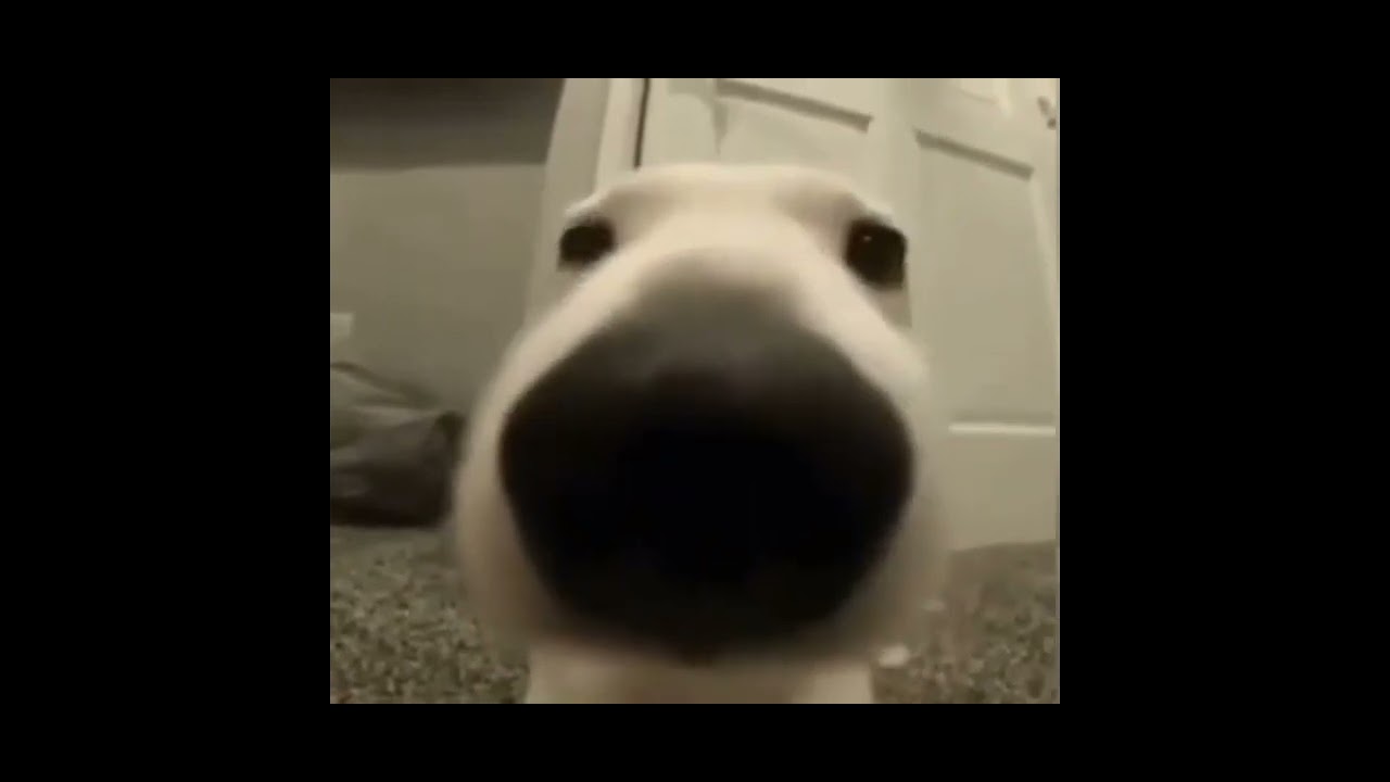 dog sniffing camera asmr 2 - YouTube