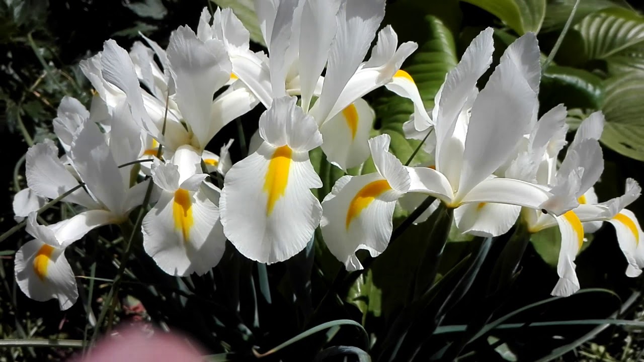 iris alb - YouTube