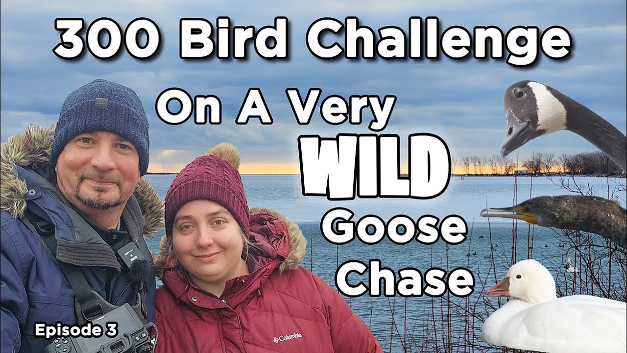 300 Bird Challenge - On A Very Wild Goose Chase - Rare Ross's Goose ...