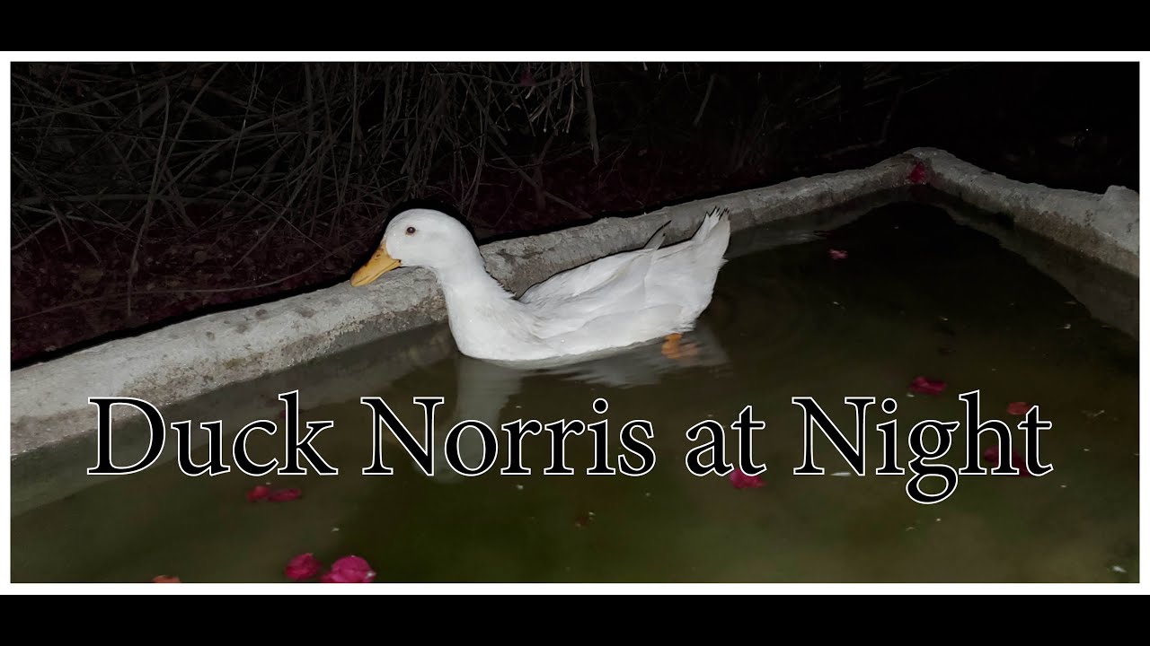 Duck Norris at Night - YouTube