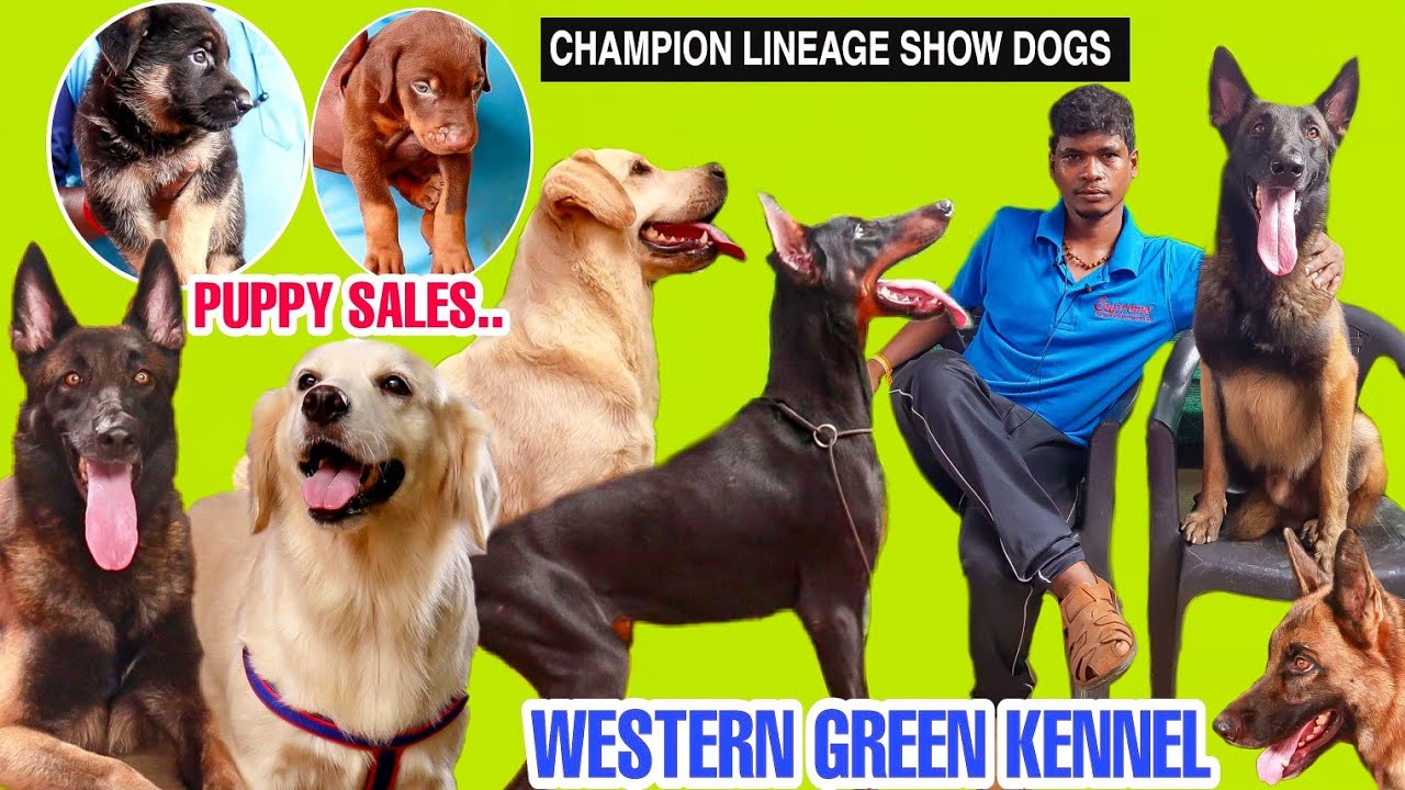 Western Green Kennel | 7 Variety 40 Dogs|Champion Lineage |Dog Sales ...