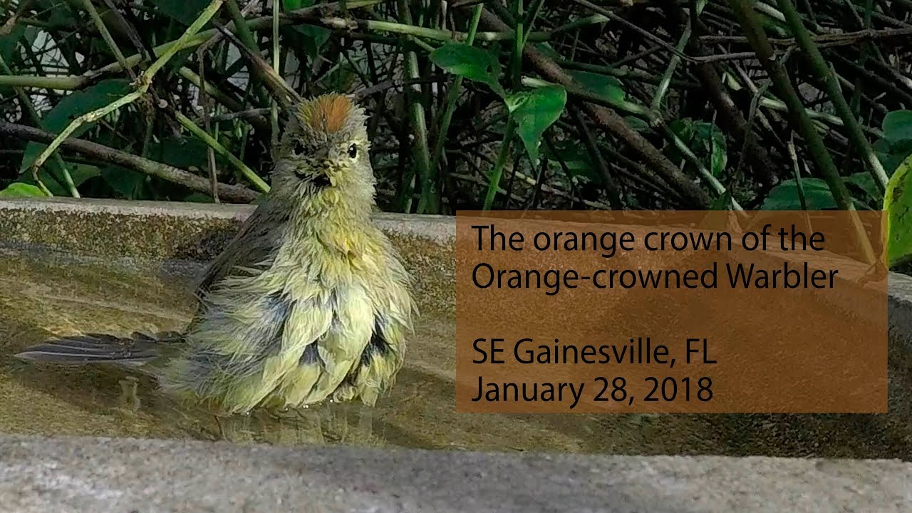 The orange crown of the Orange crowned Warbler - YouTube
