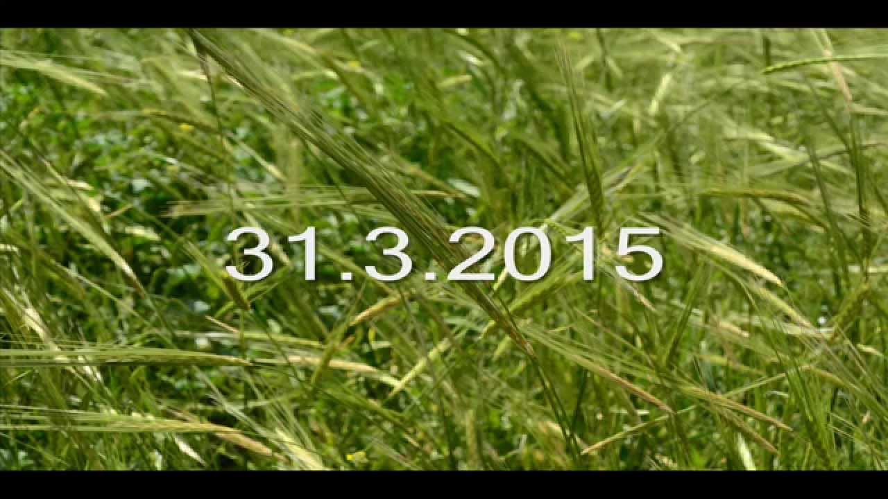 Aviv Barley/Cebada Aviv 31/3 Jerusalem New Moon/Luna Nueva was/fue: 22/ ...