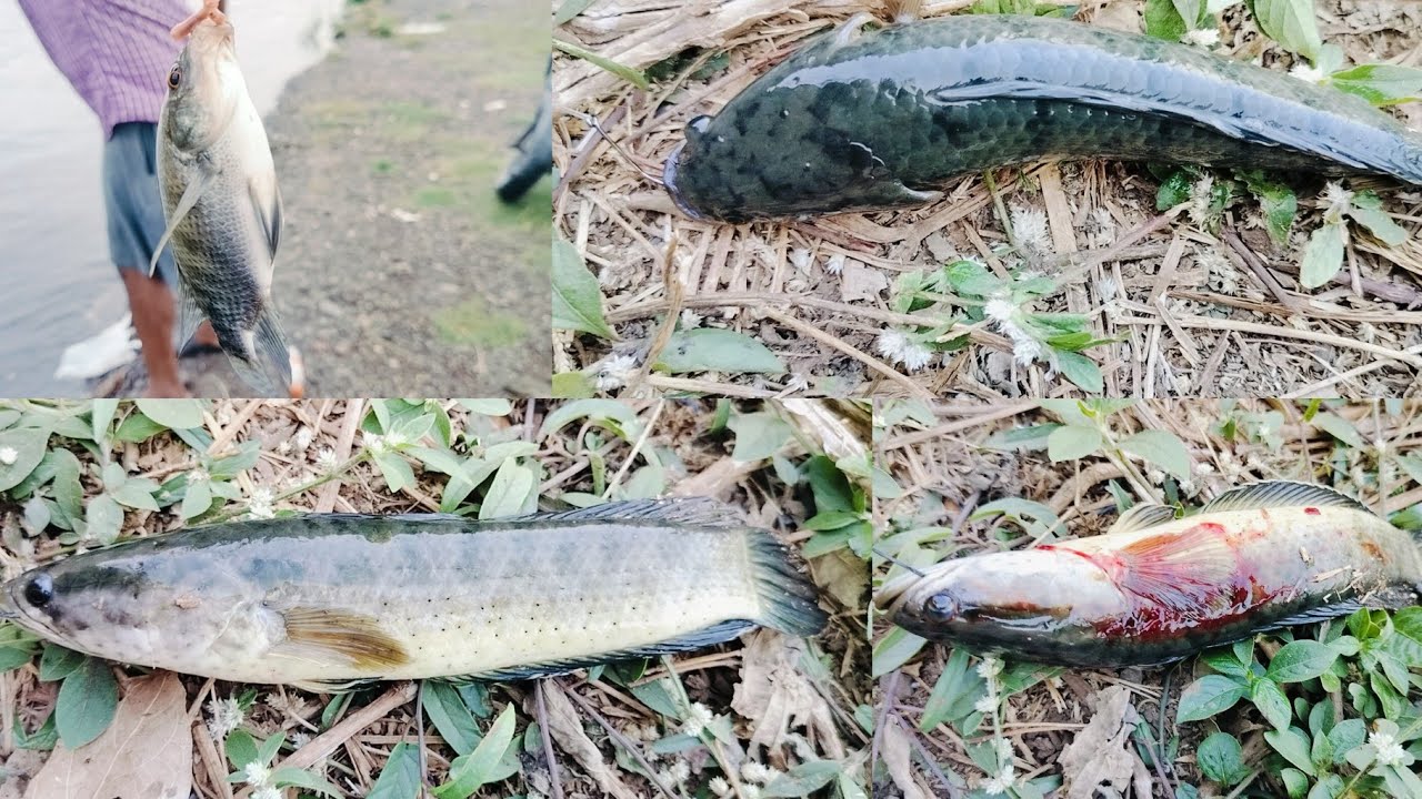 big daku talapia #fish #hunting #river #bait #amazing #fishing #jk ...