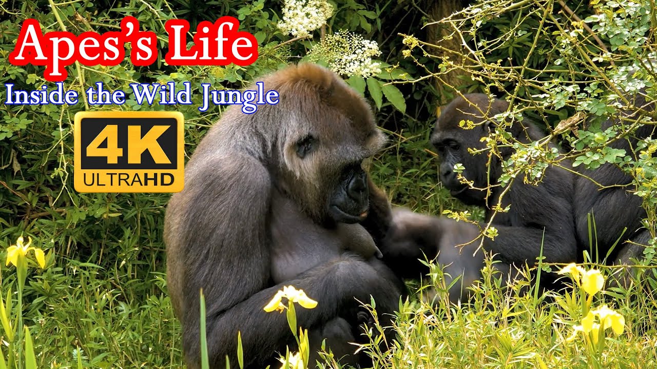 Baby Apes Playing in the Wild You Must See! - YouTube