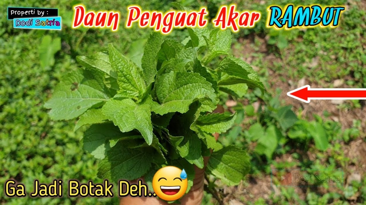 Rambut Botak dan Plontos Anda Akan Tumbuh Lebat Menggila Dengan Daun ...