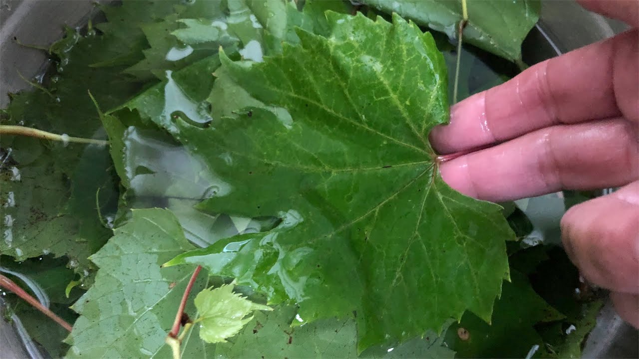 Grapevine Leaf Chips - YouTube