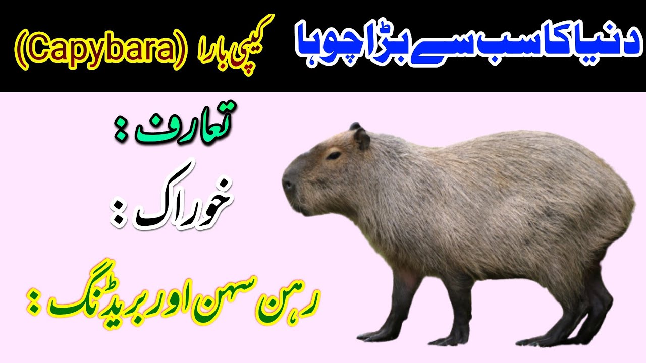 Capybara facts in urdu hindi || Duniya ka sabse bada Chuha || Capybara ...