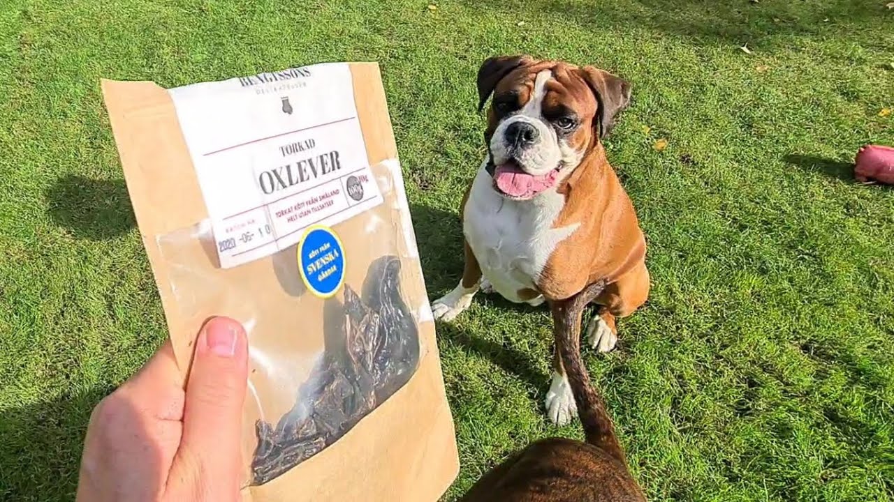 REVIEW Of Dried OX LIVER Eaten By The Experts Boxer Rex And Sammie! 😁 ...