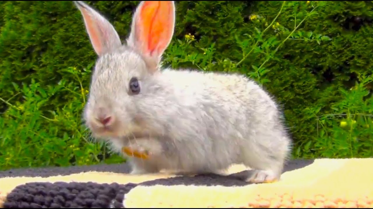 Baby Bunny First Time Outside - YouTube