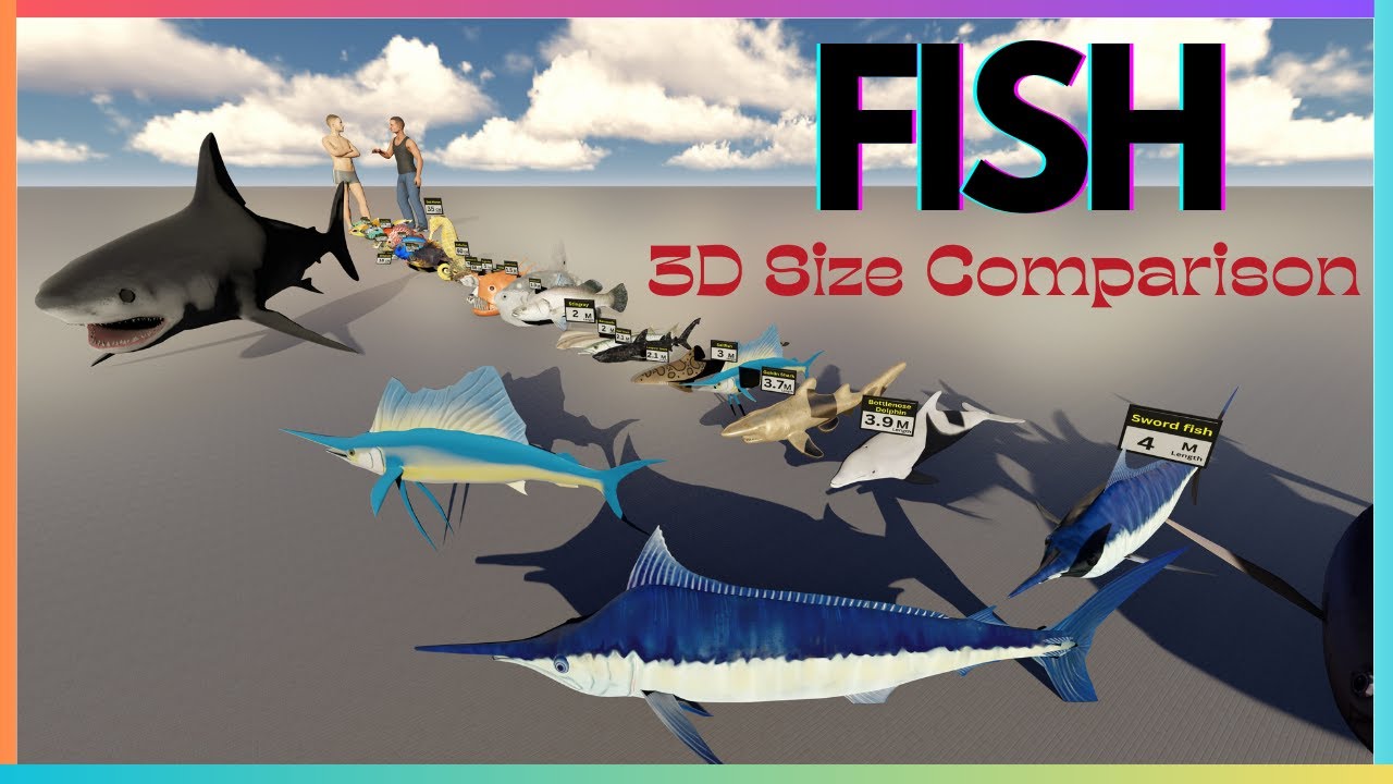 Fish Size Comparison || 3D Comparison 2023 - YouTube