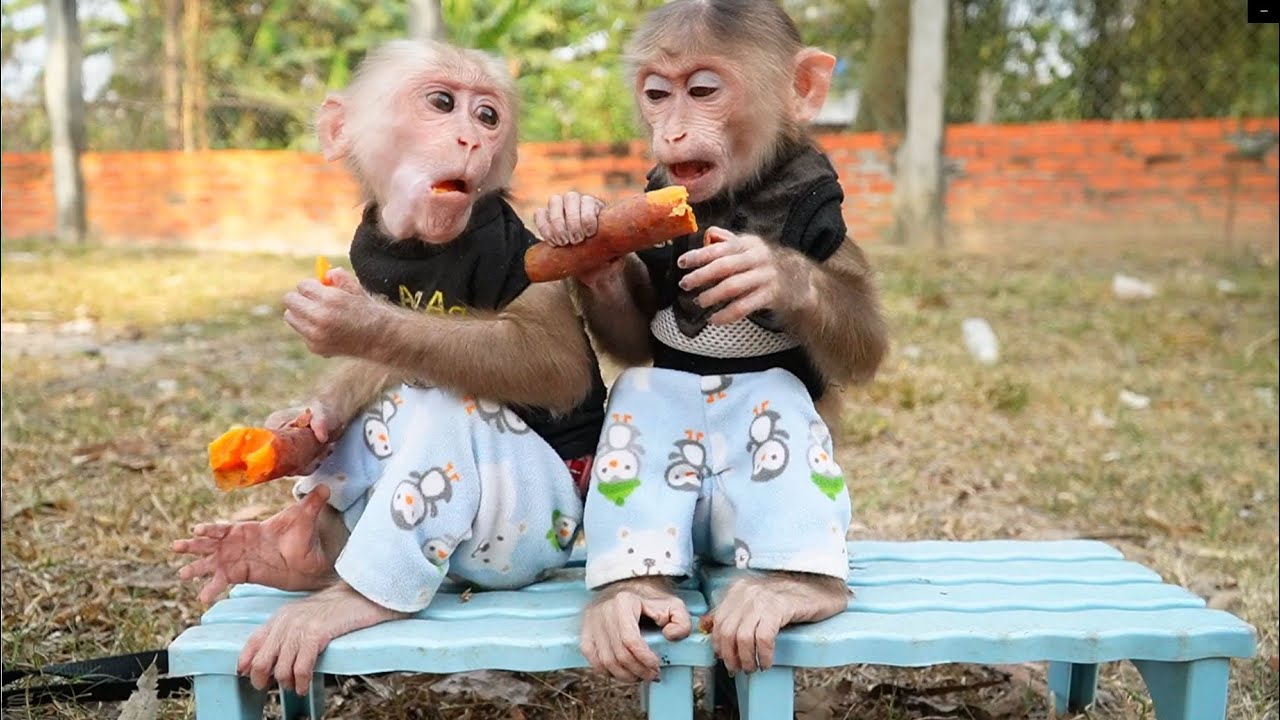 Yummy Baby Monkey Eating Potatoes On Weekend Day - YouTube