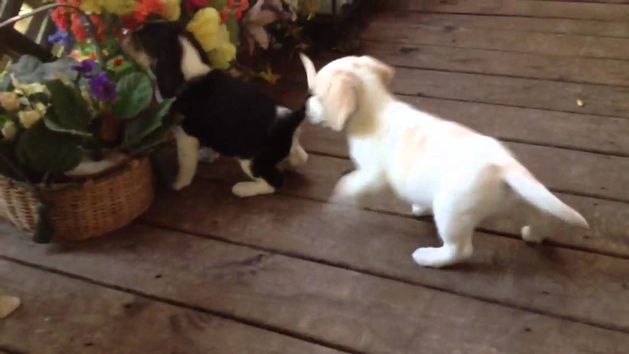Six weeks old Beagle puppies playing - YouTube