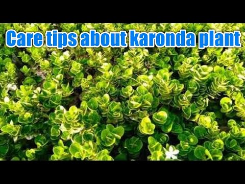 Some caring tips about karonda plant | Lets Do Nature - YouTube