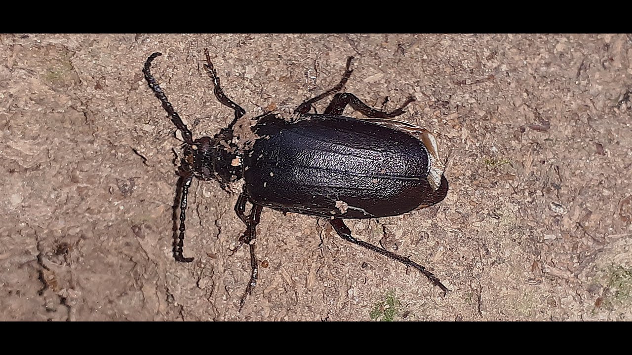 Prionus Coriarius - Tanner Beetle - The Sawyer - YouTube