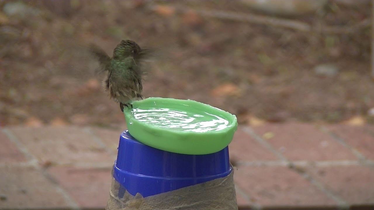 Should you provide a water fountain for hummingbirds? - YouTube