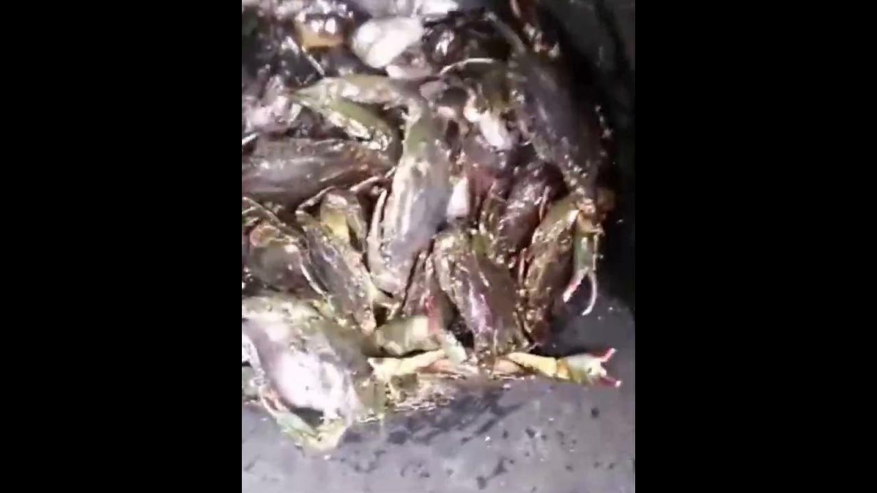 mga bagong kuha ni tatay na alimasag gamit Ang buntog o bubu trap - YouTube