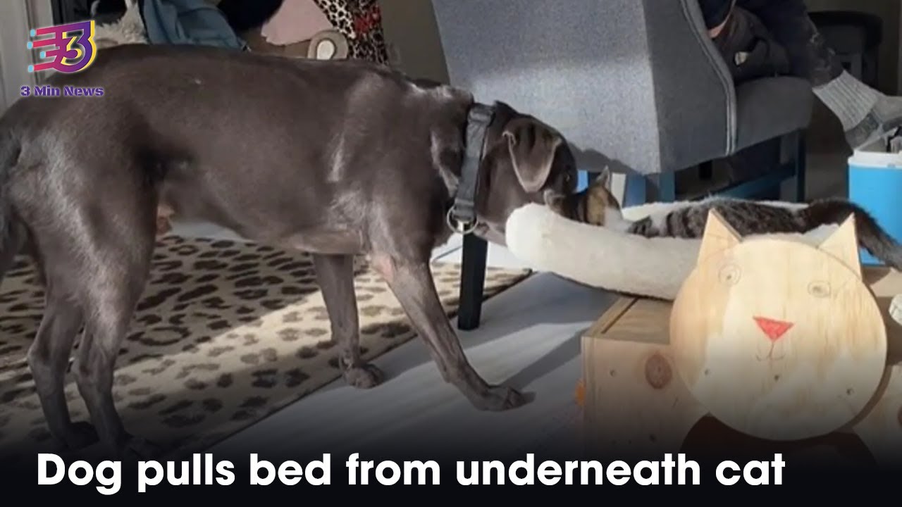 Dog pulls bed from underneath cat | 3 Min News - YouTube