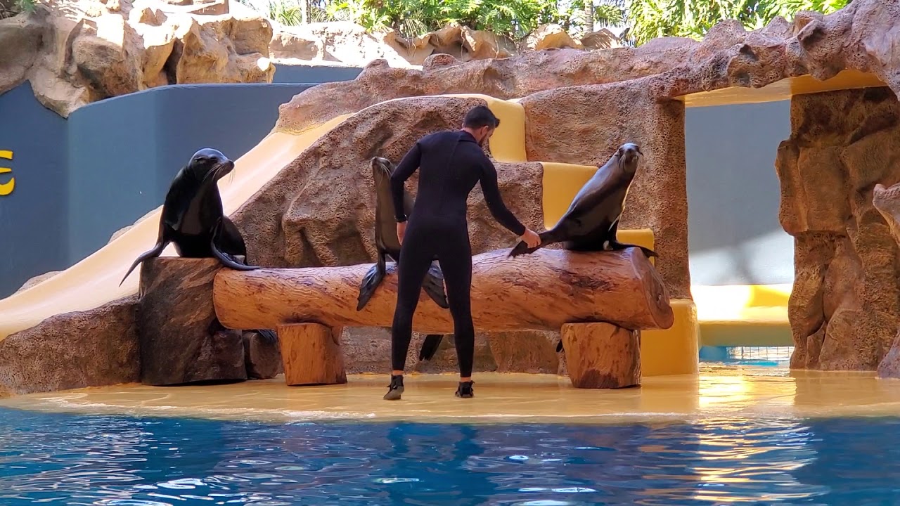 Sea Lion show - YouTube