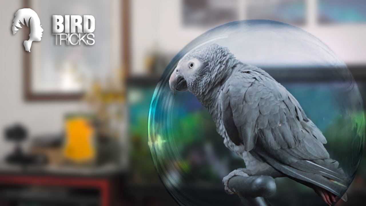 Your Parrot's FEAR BUBBLE - YouTube