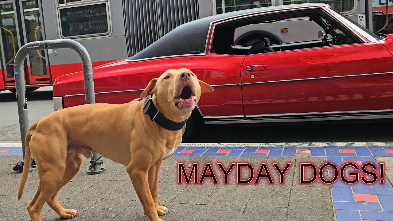 MAYDAY DOGS AMERICAN PIT BULL TERRIERS 2025 - YouTube
