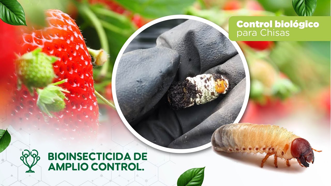 CONTROL BIOLÓGICO DE CHIZA - YouTube