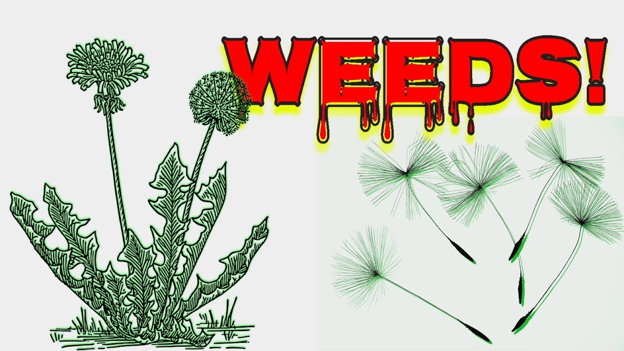 🌿 WEEDING HACK 🌱 WEEDS ARE SMART! 👍 ORGANIC WEED CONTROL 🌿 - YouTube