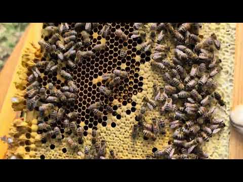 Brutnest aus dem Bilderbuch 🐝