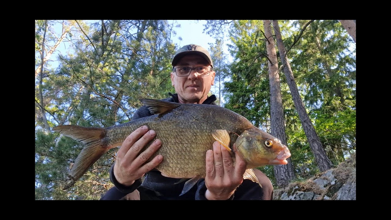 Brasme fiske (09.06.2023) - Savage Gear SG4 - Fast Game 8'6 30-80g ...