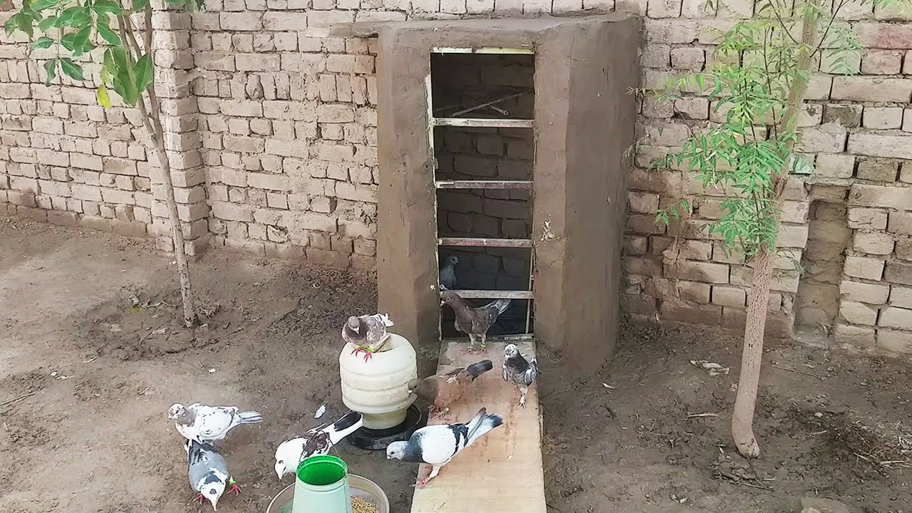 Constructing long house for pigeons I Making pigeon loft in villages ...