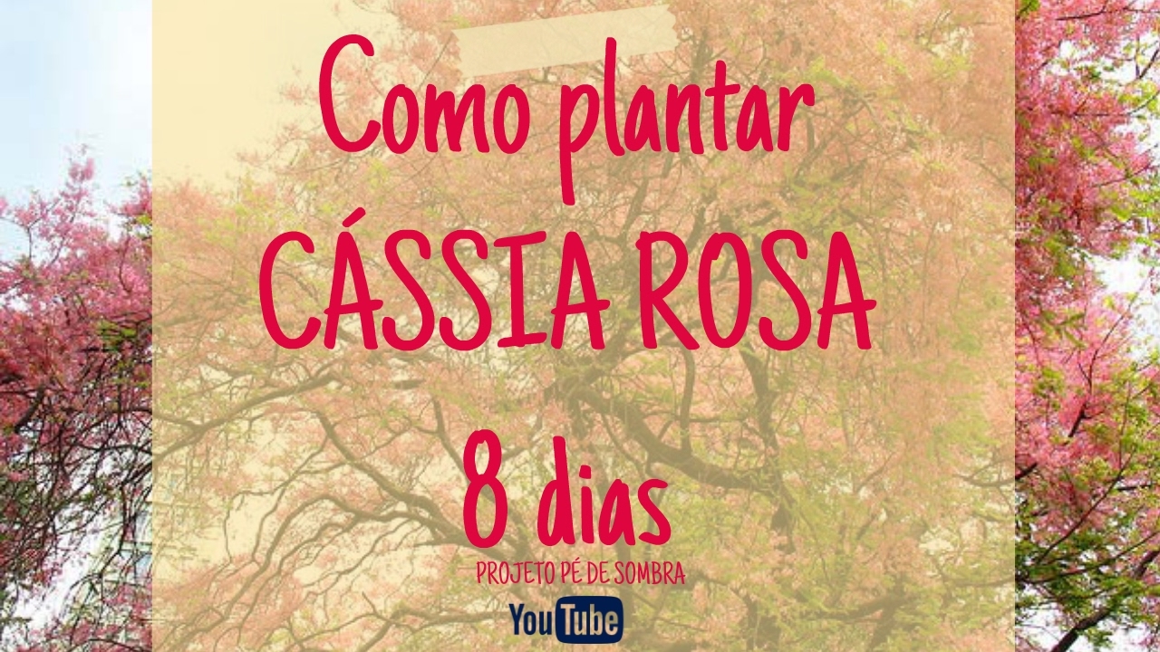 Como Plantar CÁSSIA ROSA • 8 dias | Cassia grandis - YouTube
