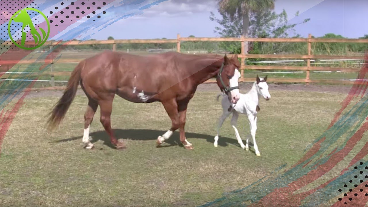Owners Take One Look At Newborn Baby Horse And Realize Just How Rare ...