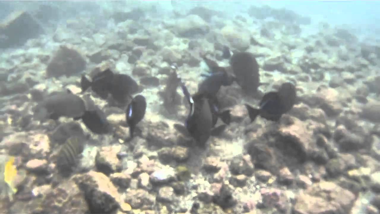 Bridget in the fish tank - YouTube